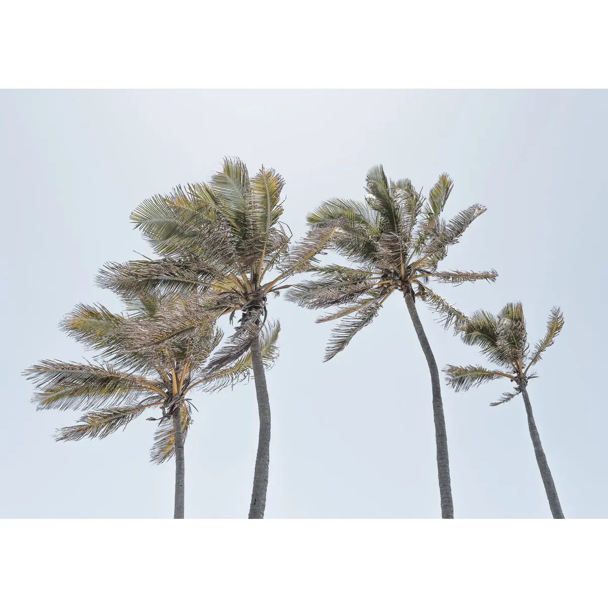 Palms in the Wind - Art Print – Tidaltones
